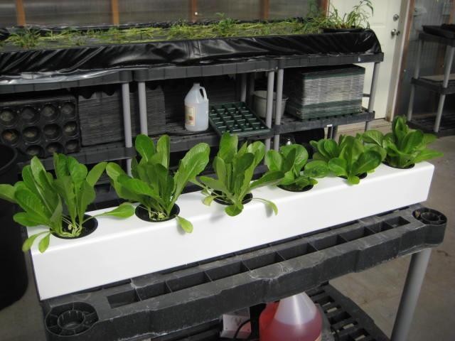 The Basics of Hydroponic Gardening